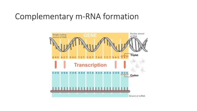 Molecular biology ii- RNA; Types, structure and function | PPT