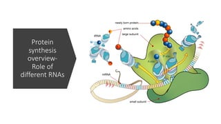 Molecular biology ii- RNA; Types, structure and function | PDF