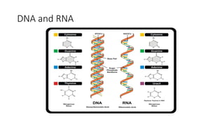 Molecular biology ii- RNA; Types, structure and function | PDF