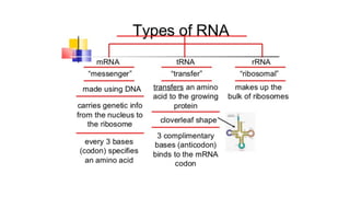 Molecular biology ii- RNA; Types, structure and function | PDF
