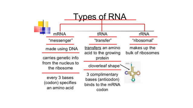 Molecular biology ii- RNA; Types, structure and function | PPT