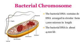 Molecular Biology-Introduction.pptx