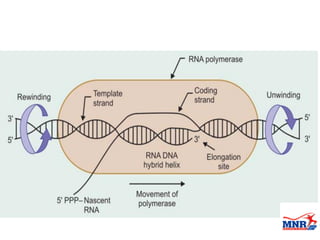 Transcription Diagram Labeled