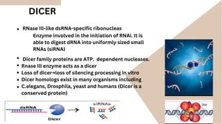 Molecular biology RNA interference mechanism application.pdf