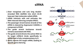 Molecular biology RNA interference mechanism application.pdf