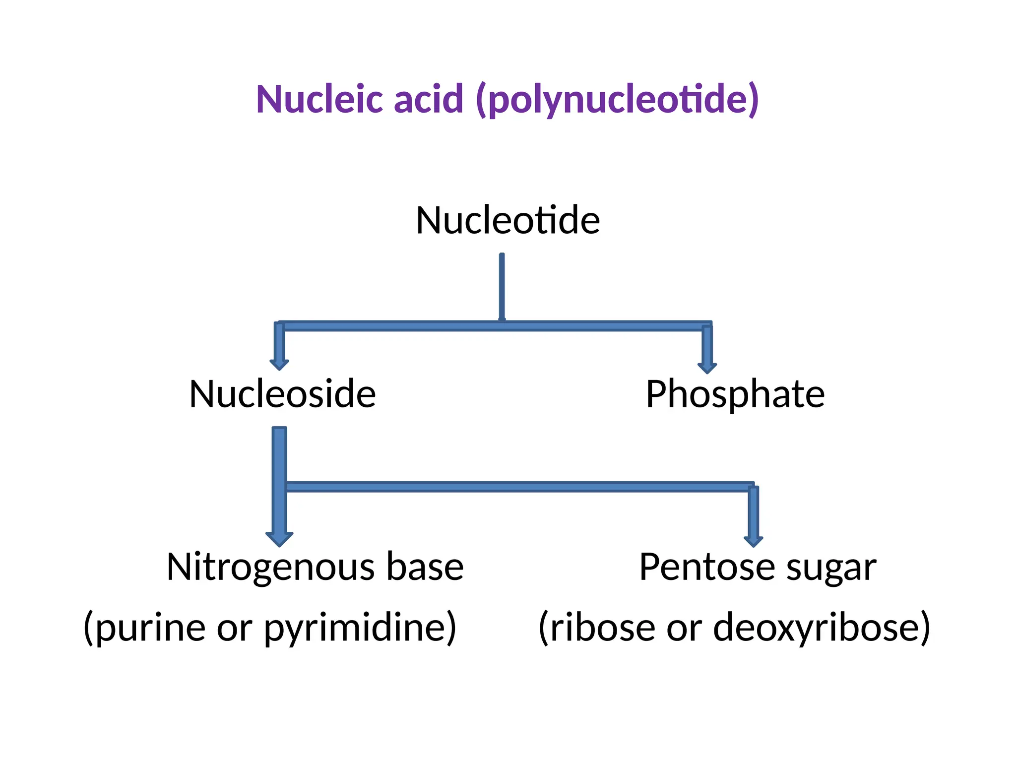 molecular biology lecture notes collection.pptx
