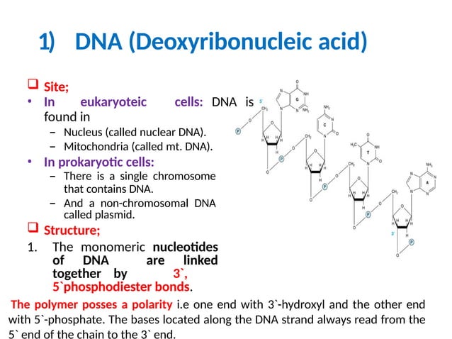 molecular biology lecture notes collection.pptx