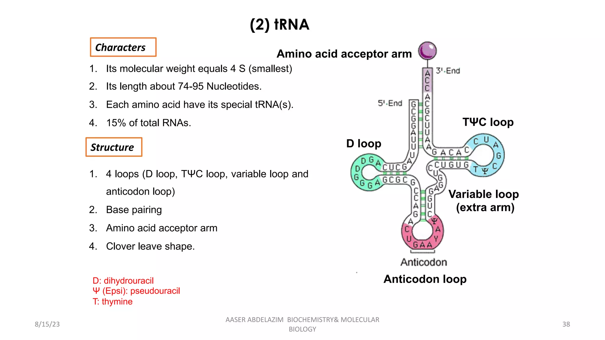 Molecular Biology | PDF