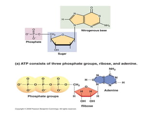 Molecular biology and genetics | PPTX