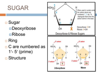 Molecular biology and genetics | PPTX