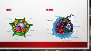 Molecular Biology & Genetics cell function and structure 1.pptx
