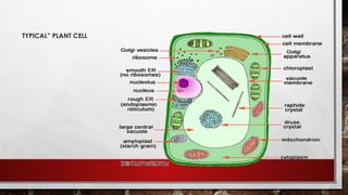Molecular Biology & Genetics cell function and structure 1.pptx