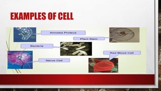 Molecular Biology & Genetics cell function and structure 1.pptx