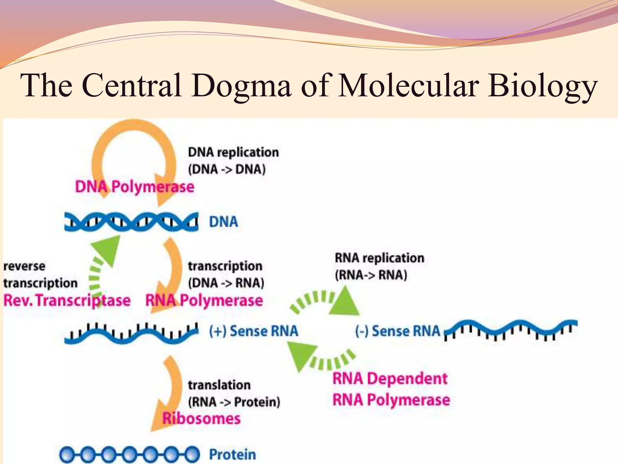 Molecular biology introduction | PPTX