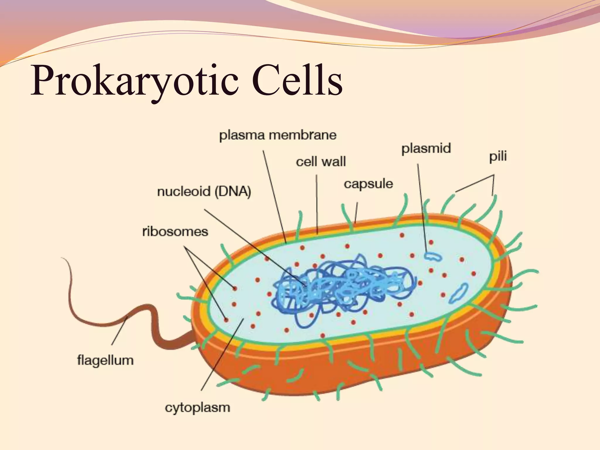 Molecular biology introduction | PPTX