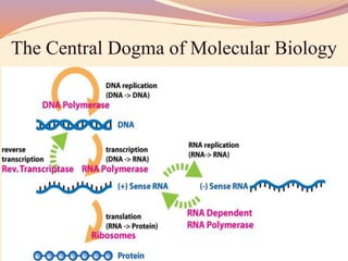 Molecular biology introduction | PPTX