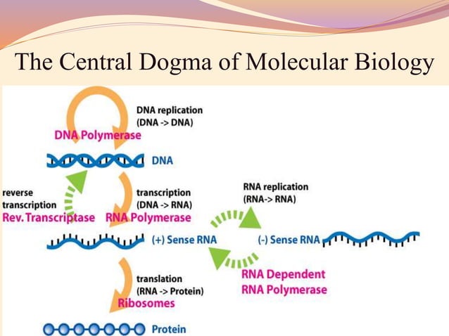 Molecular biology introduction | PPTX