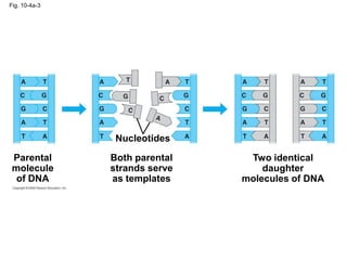 Molecular Biology Lecture | PPTX