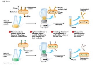 Molecular Biology Lecture | PPTX