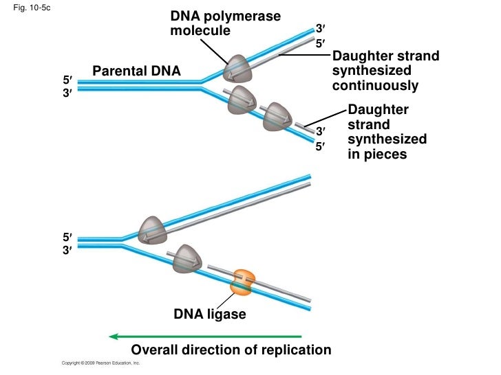 Molecular Biology Lecture