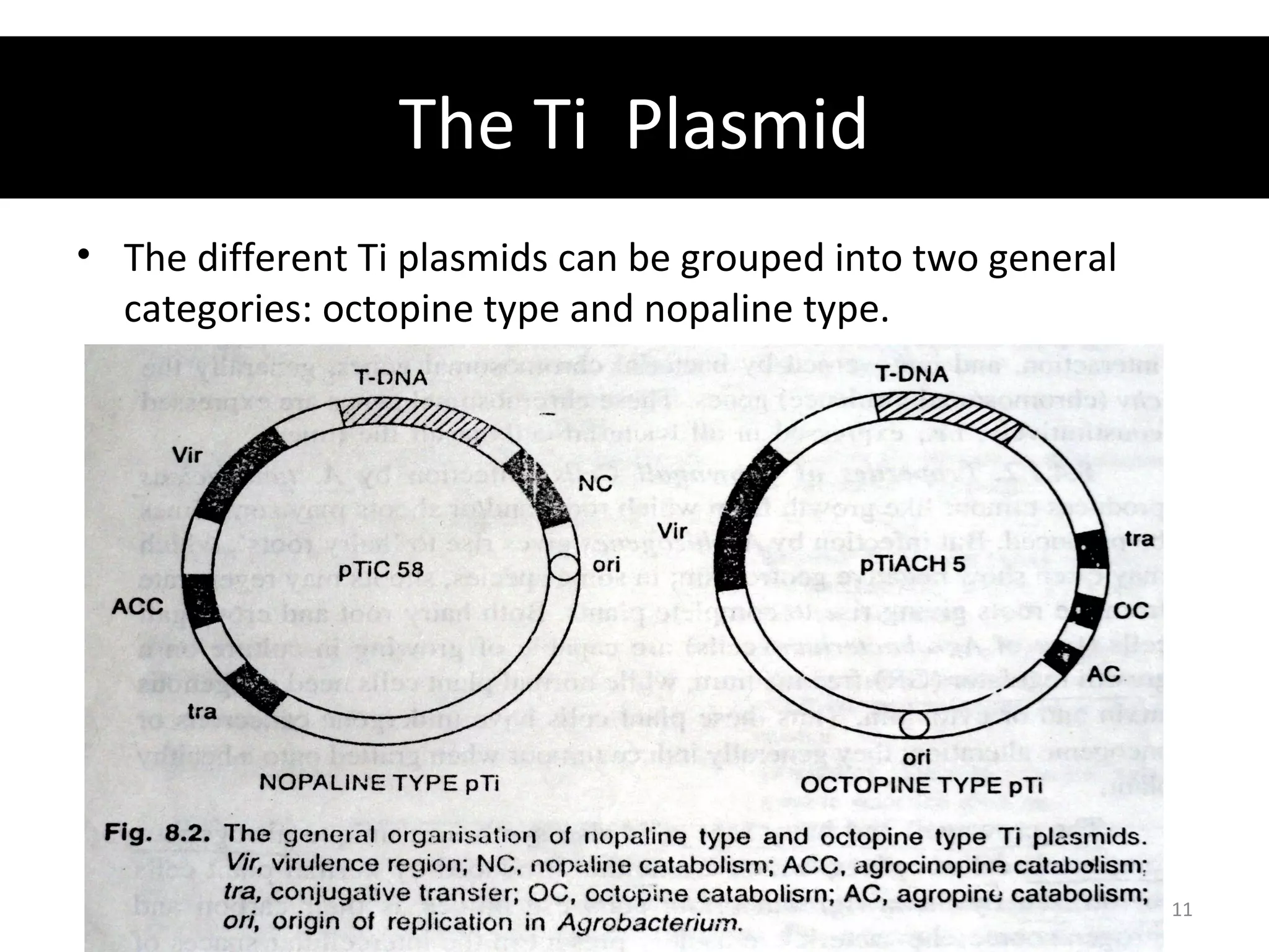 Molecular Biology of Agrobacterium Infection | PPT