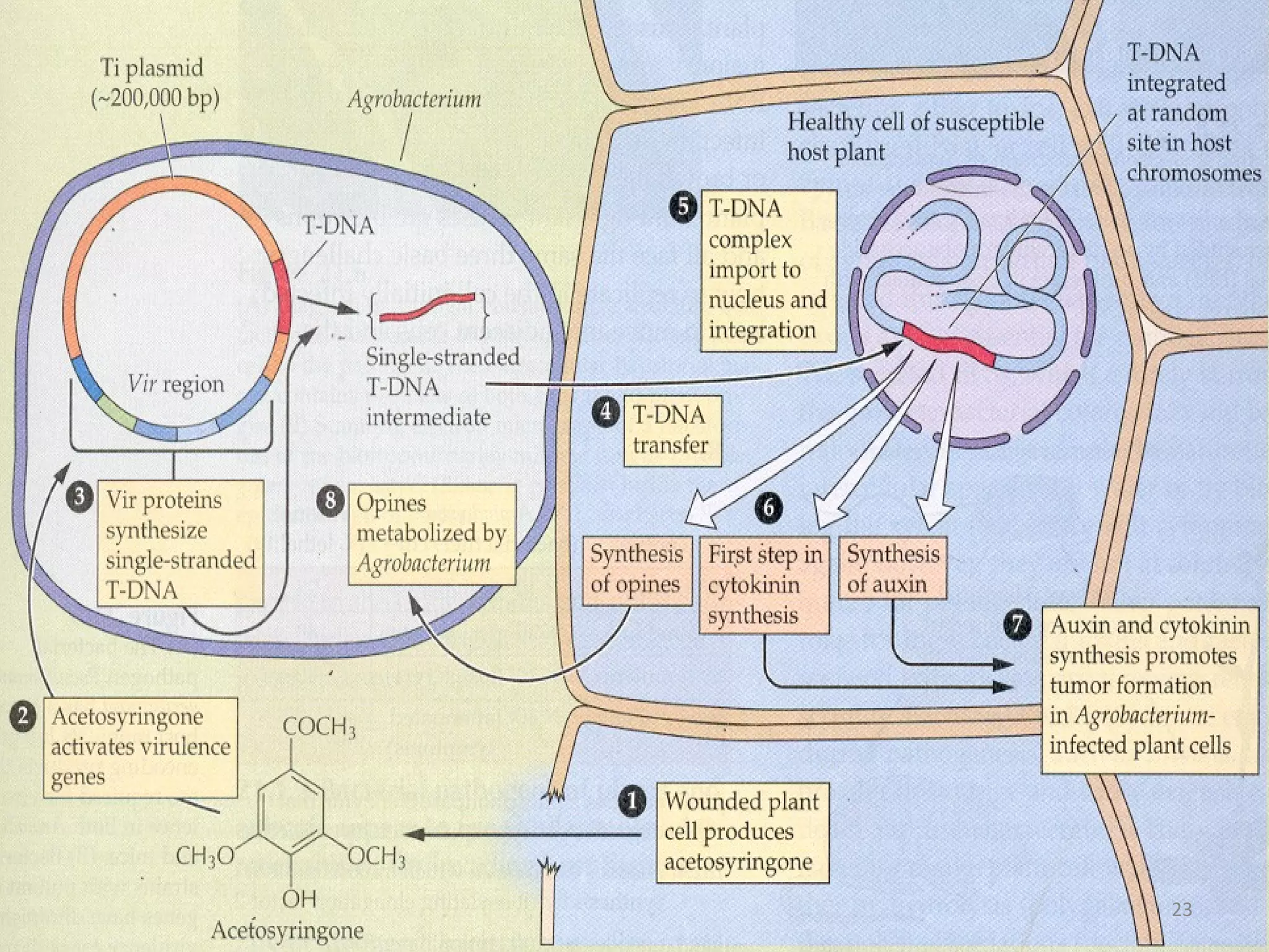 Molecular Biology of Agrobacterium Infection | PPT