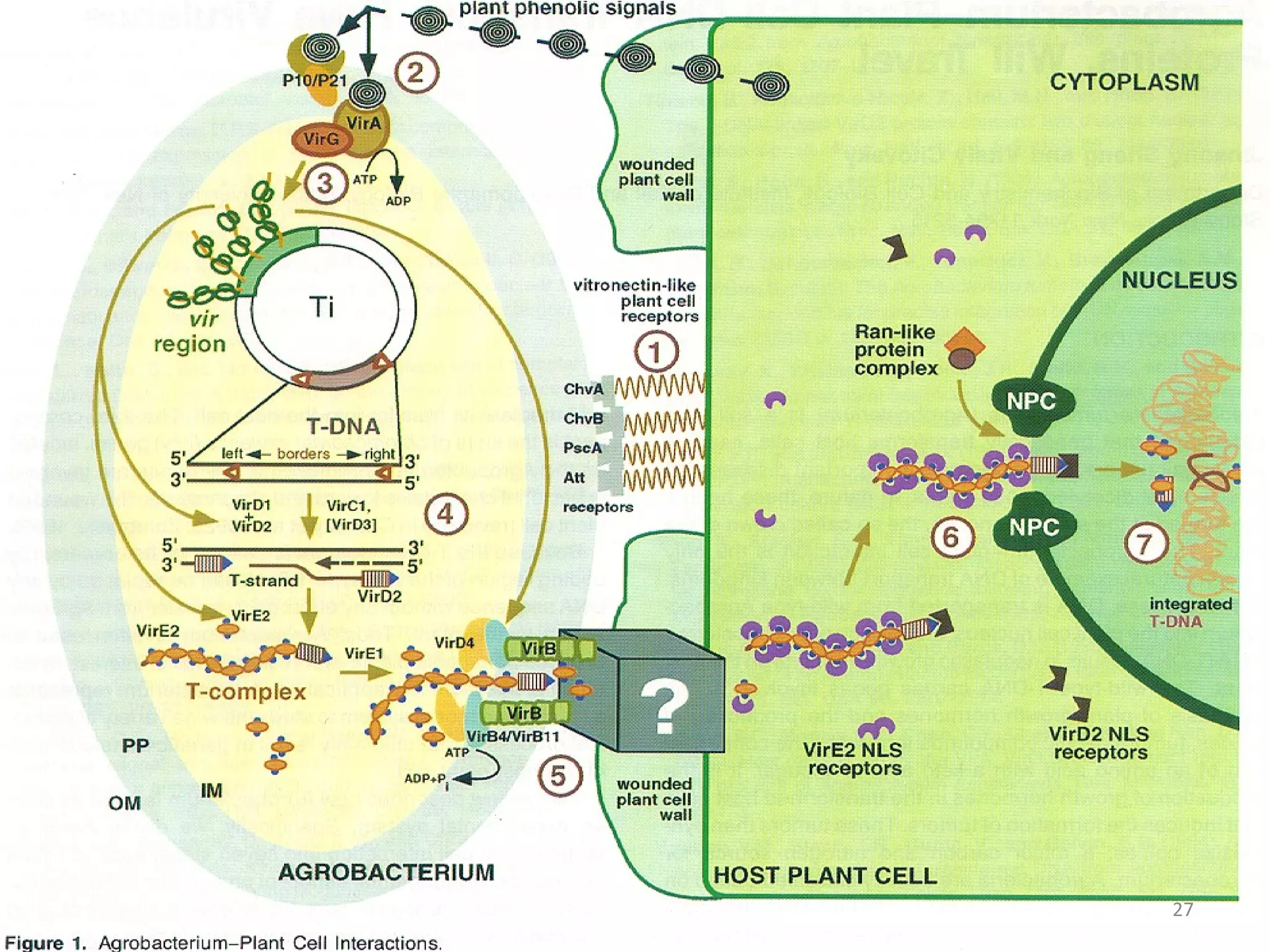 Molecular Biology of Agrobacterium Infection | PPT