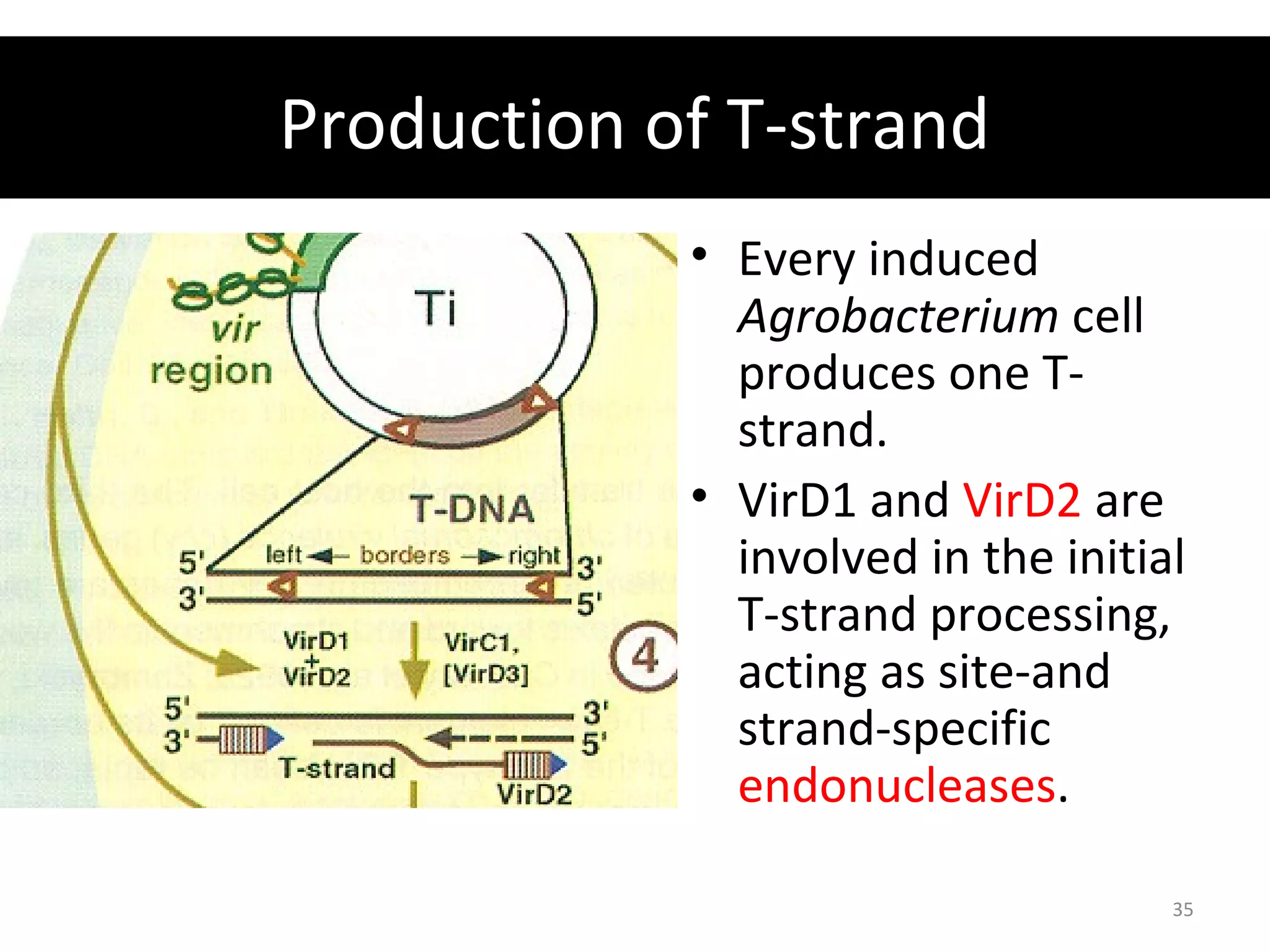 Molecular Biology of Agrobacterium Infection | PPT