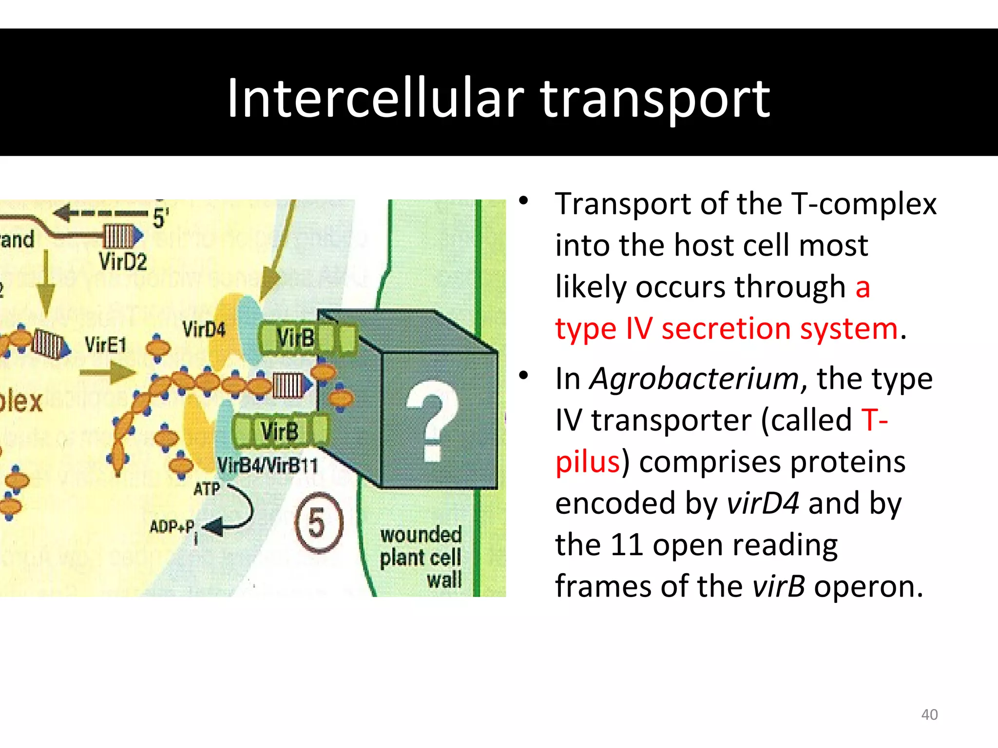 Molecular Biology of Agrobacterium Infection | PPT
