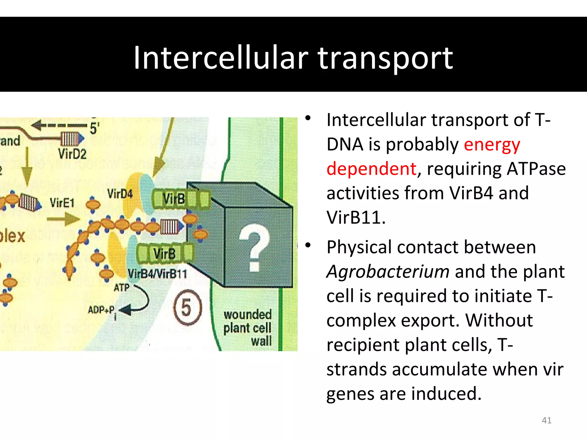 Molecular Biology of Agrobacterium Infection | PPT