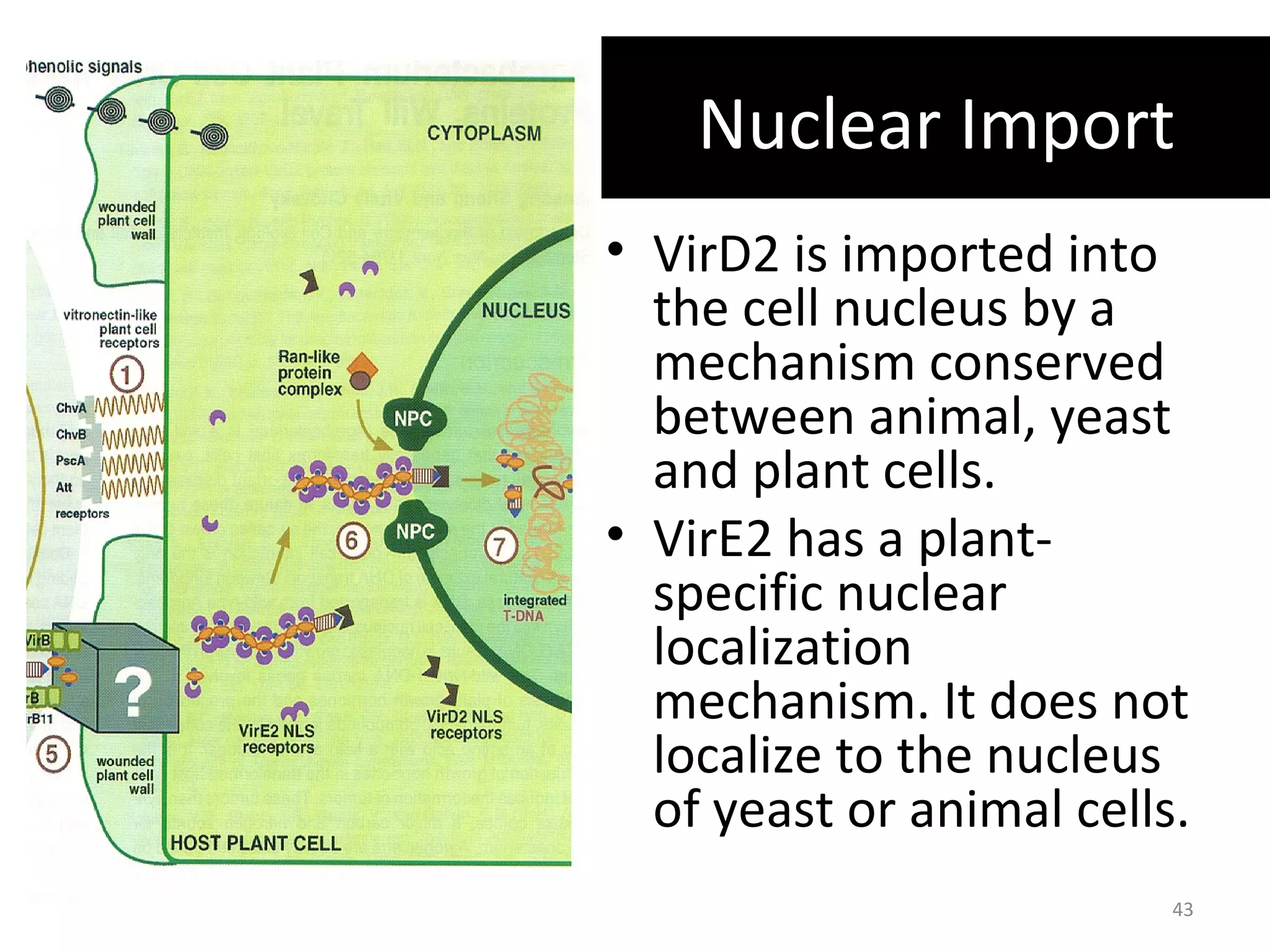 Molecular Biology of Agrobacterium Infection | PPT