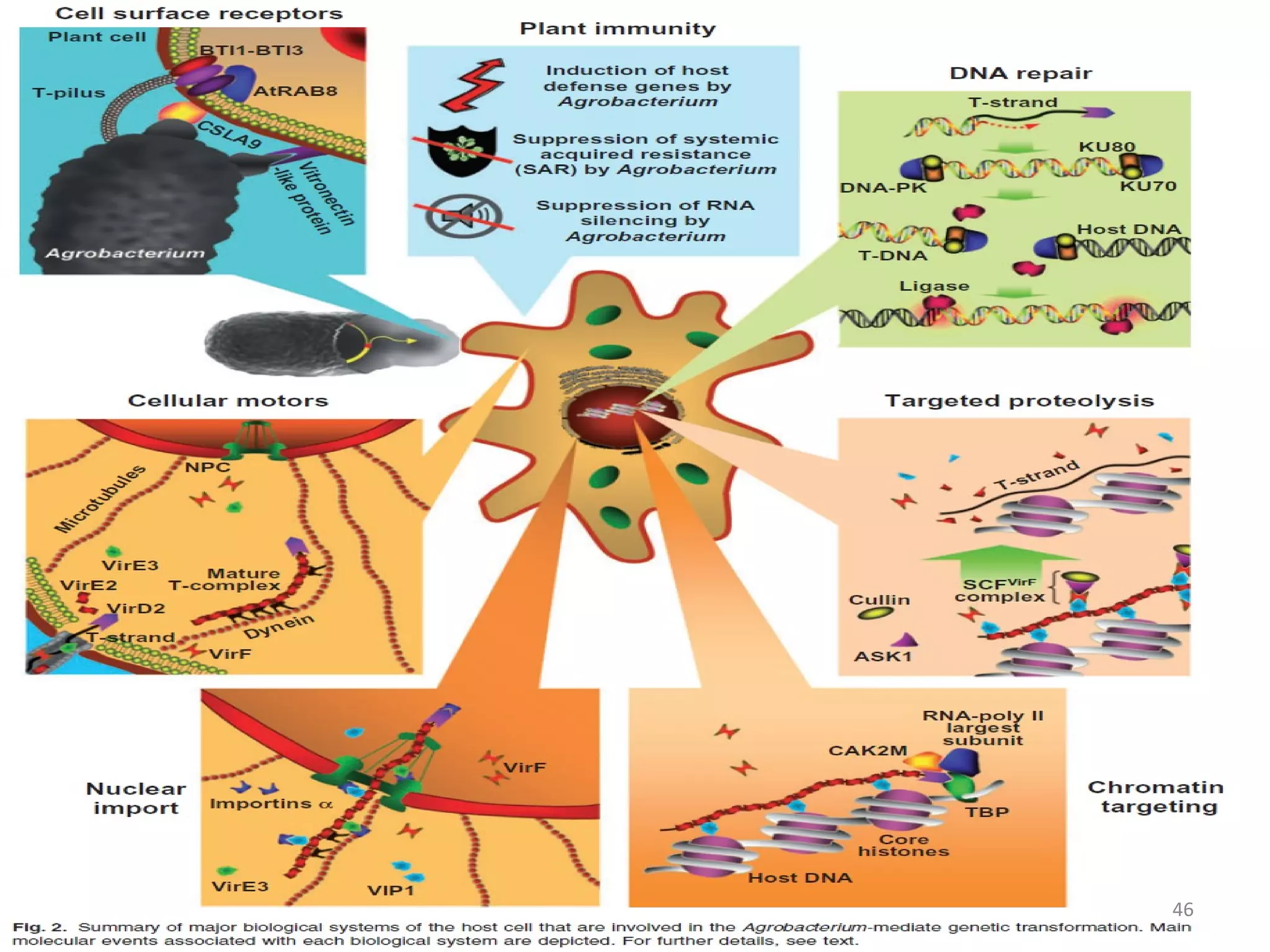 Molecular Biology of Agrobacterium Infection | PPT