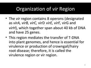 Molecular Biology of Agrobacterium Infection | PPT