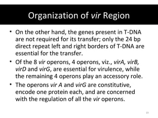 Molecular Biology of Agrobacterium Infection | PPT