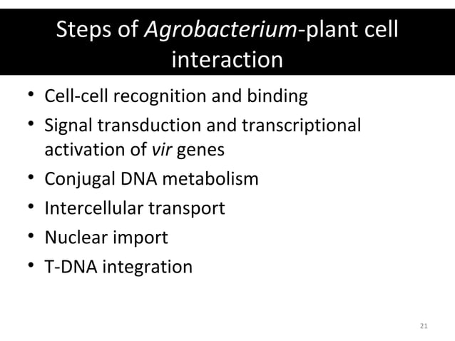 Molecular Biology of Agrobacterium Infection | PPT