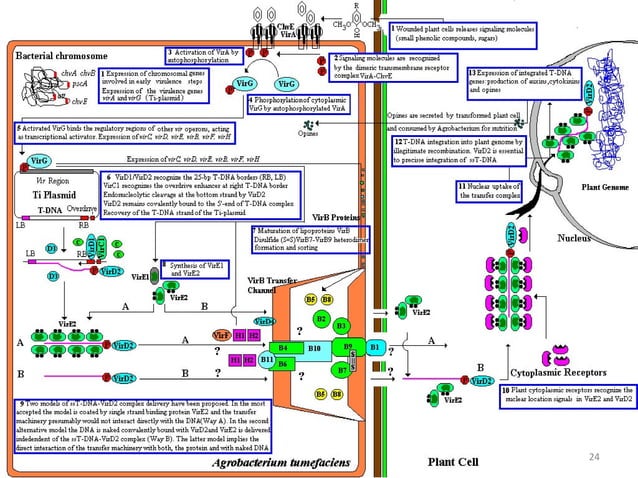 Molecular Biology of Agrobacterium Infection | PPT