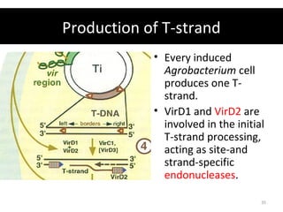 Molecular Biology of Agrobacterium Infection | PPT