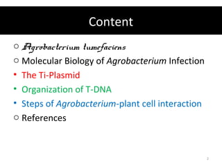 Molecular Biology of Agrobacterium Infection | PPT