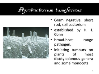 Agrobacterium Microscope