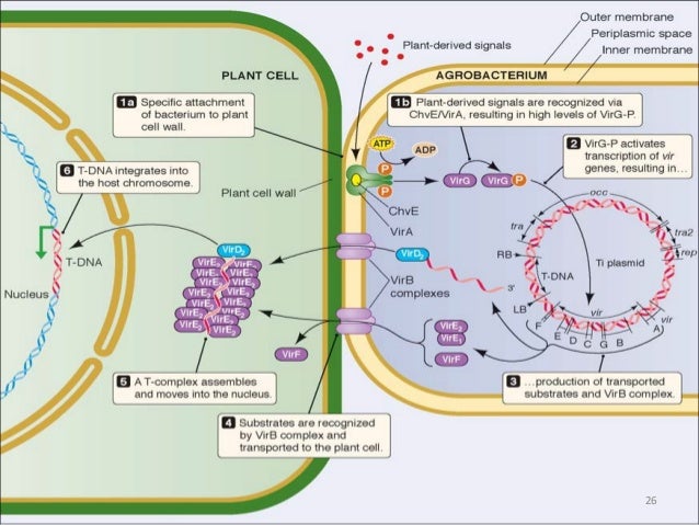 Molecular Biology of Agrobacterium Infection