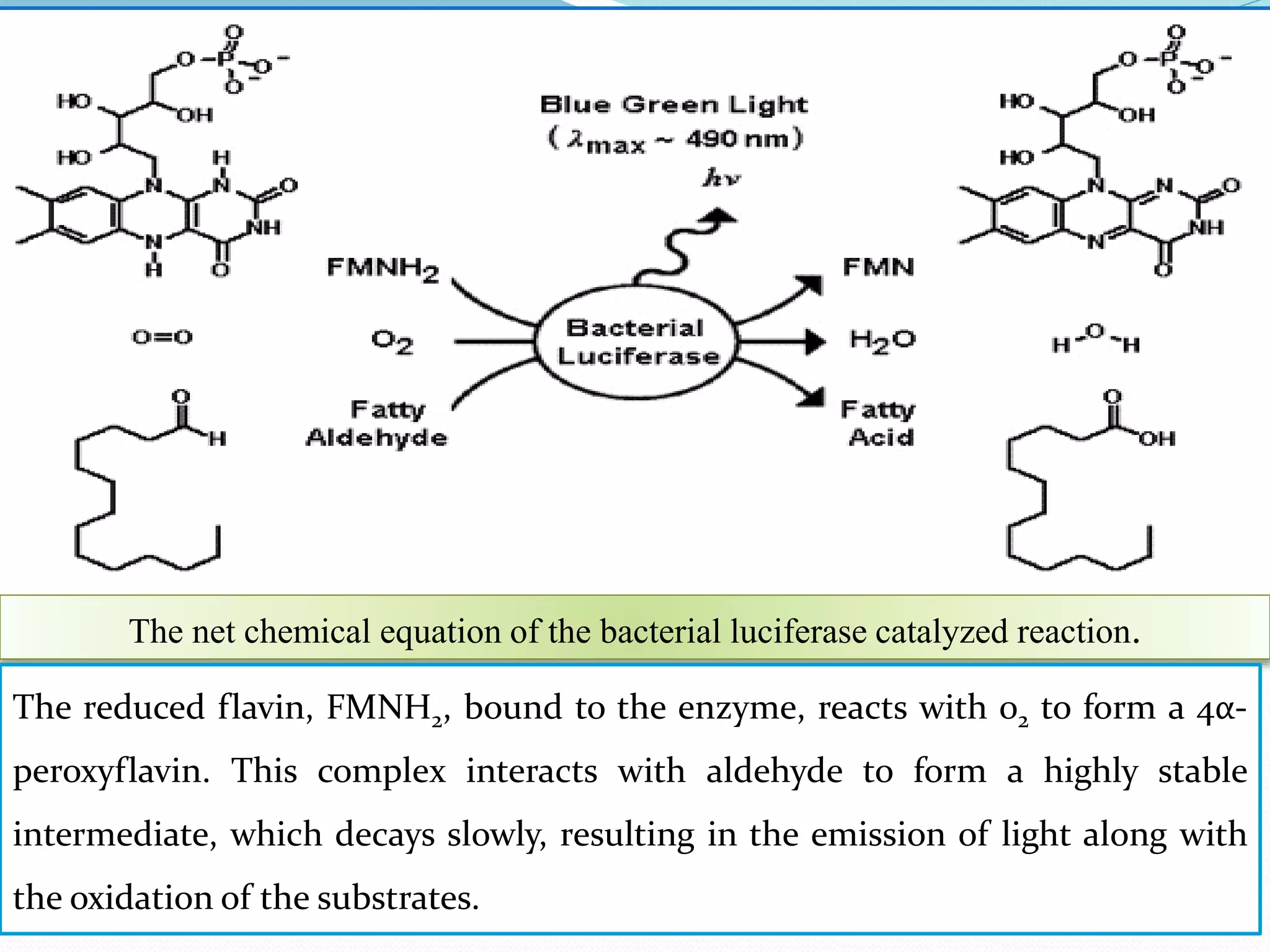 Molecular biology of bioluminescence myppt | PPTX