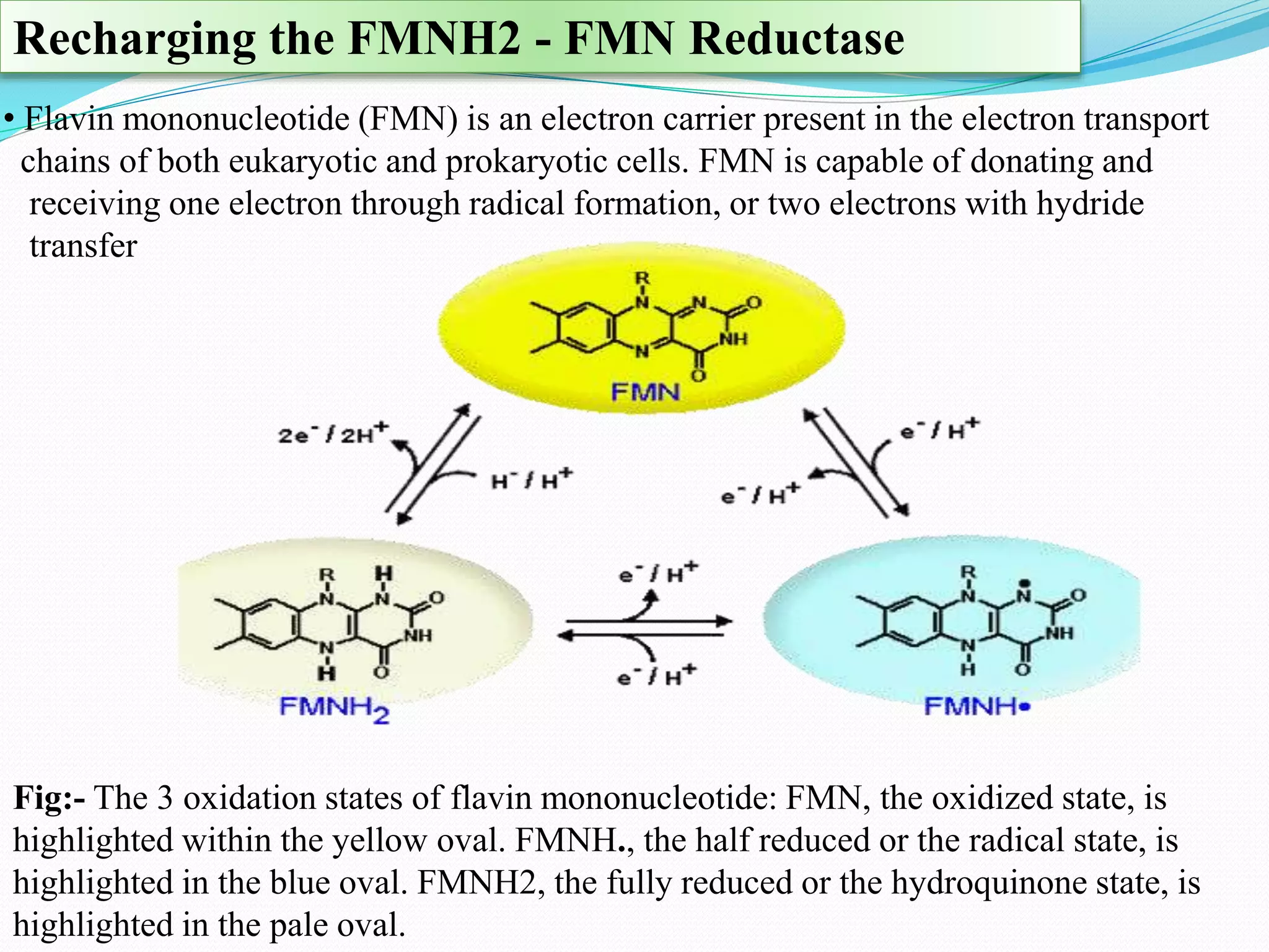Molecular biology of bioluminescence myppt | PPTX