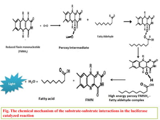 Molecular biology of bioluminescence myppt | PPTX