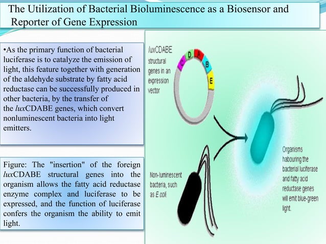Molecular biology of bioluminescence myppt | PPT