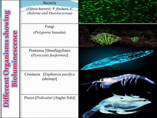 Molecular biology of bioluminescence myppt | PPTX