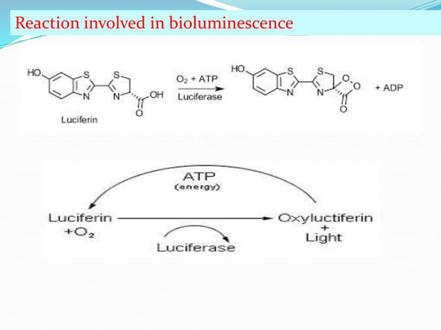 Molecular biology of bioluminescence myppt | PPT