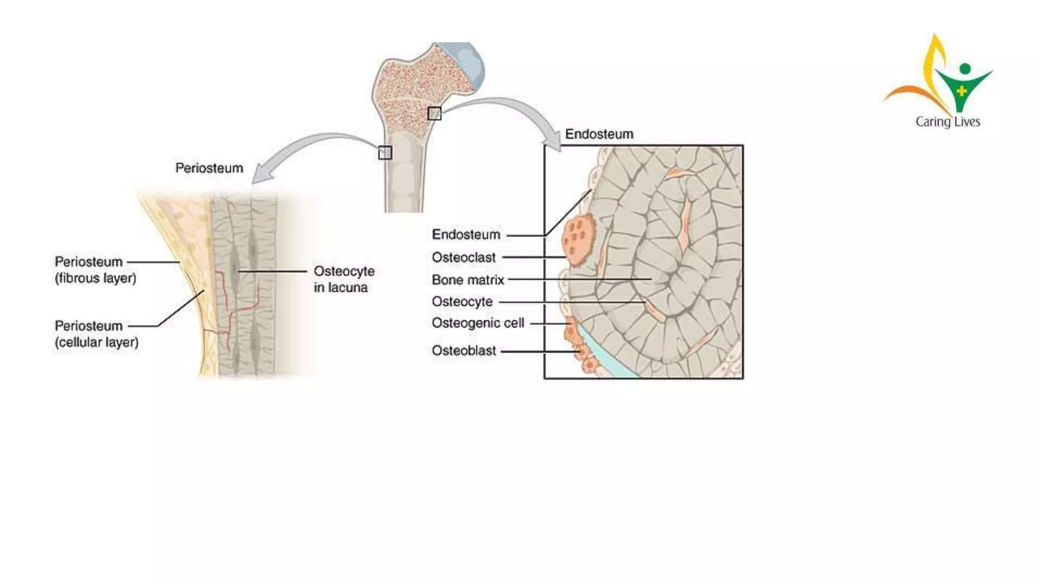 Molecular Biology of bone and blood supply.pptx