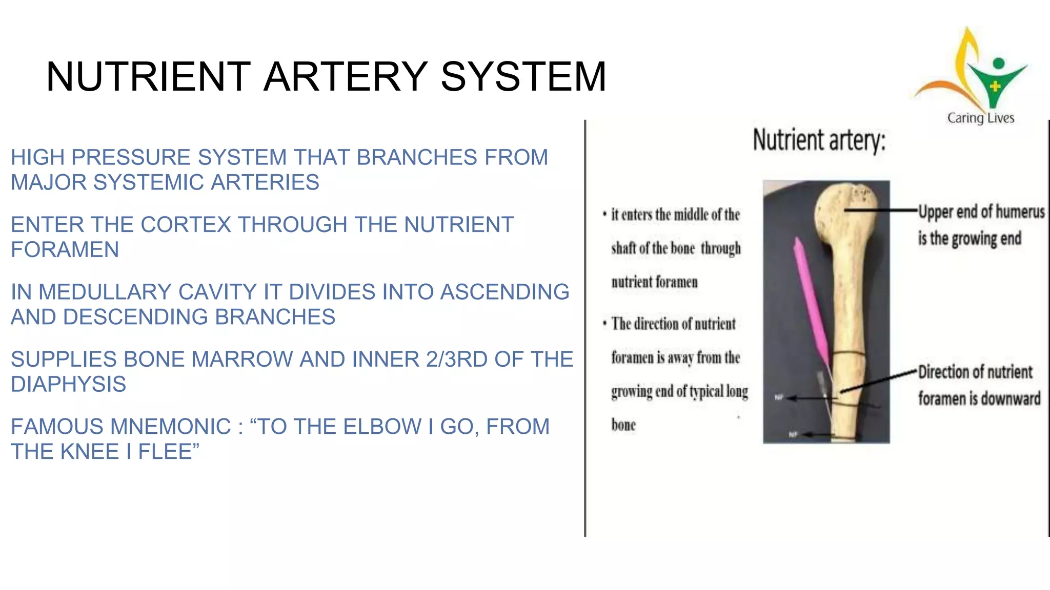 Molecular Biology of bone and blood supply.pptx
