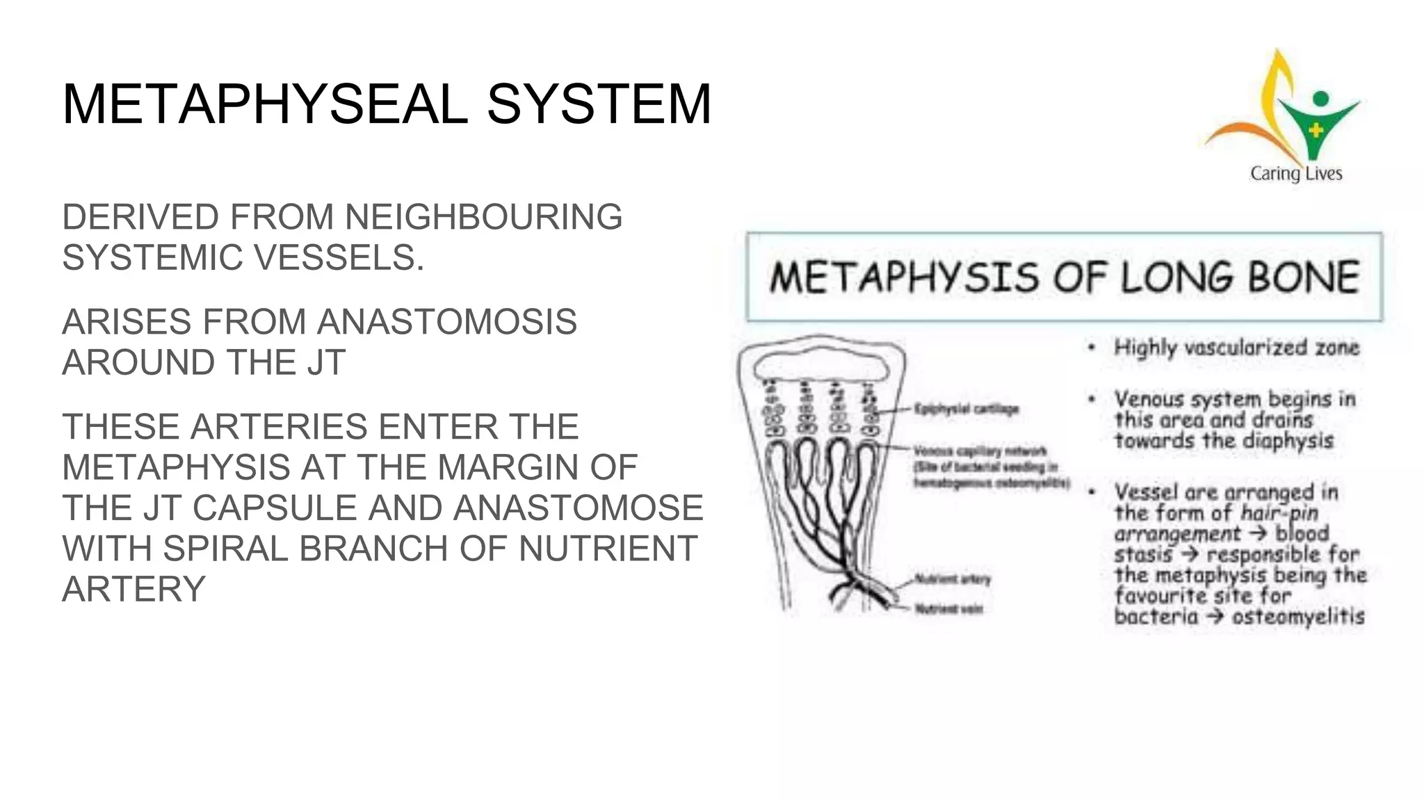 Molecular Biology of bone and blood supply.pptx