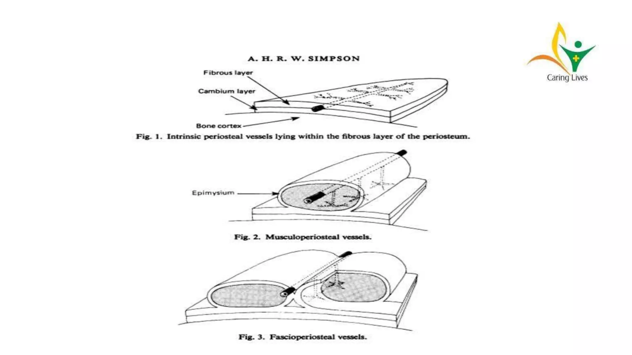 Molecular Biology of bone and blood supply.pptx